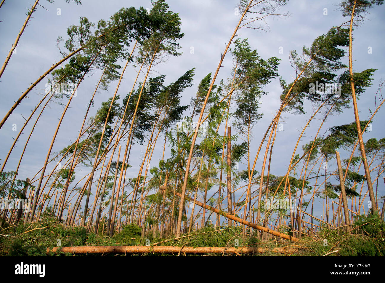 Fallen trees in forest caused by extremely high wind speed during the ...