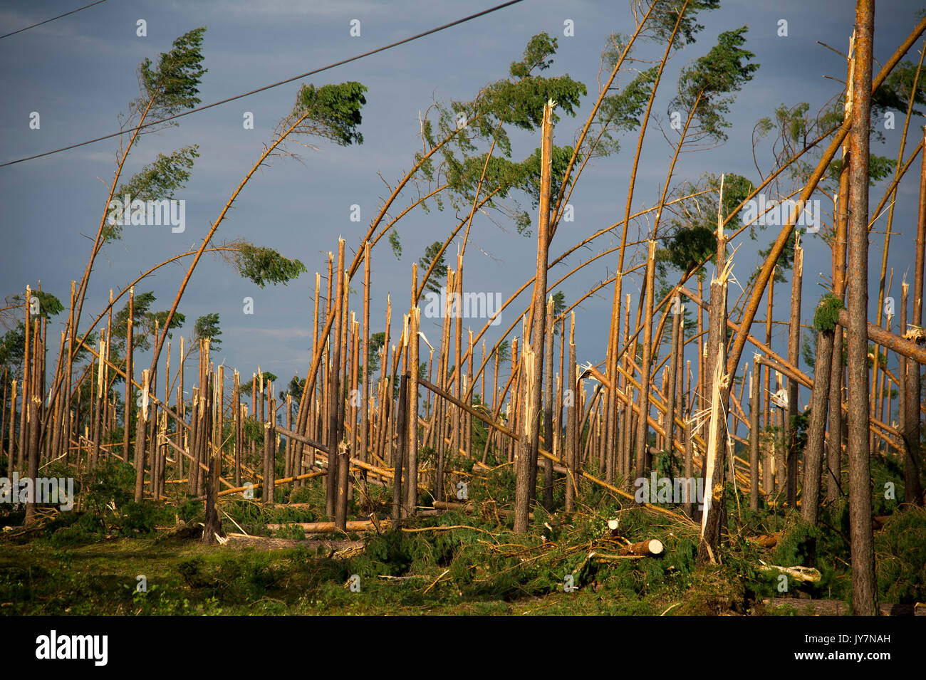 Fallen trees in forest caused by extremely high wind speed during the ...