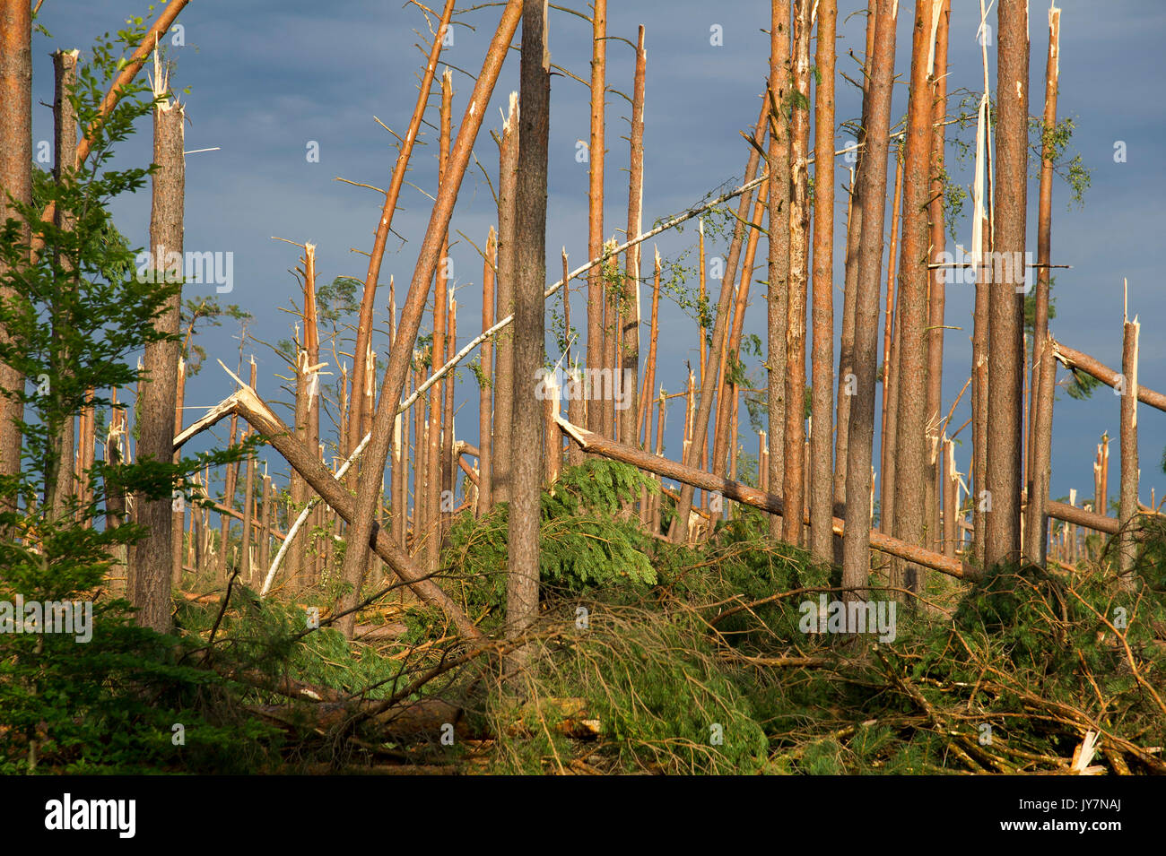 Fallen trees in forest caused by extremely high wind speed during the ...