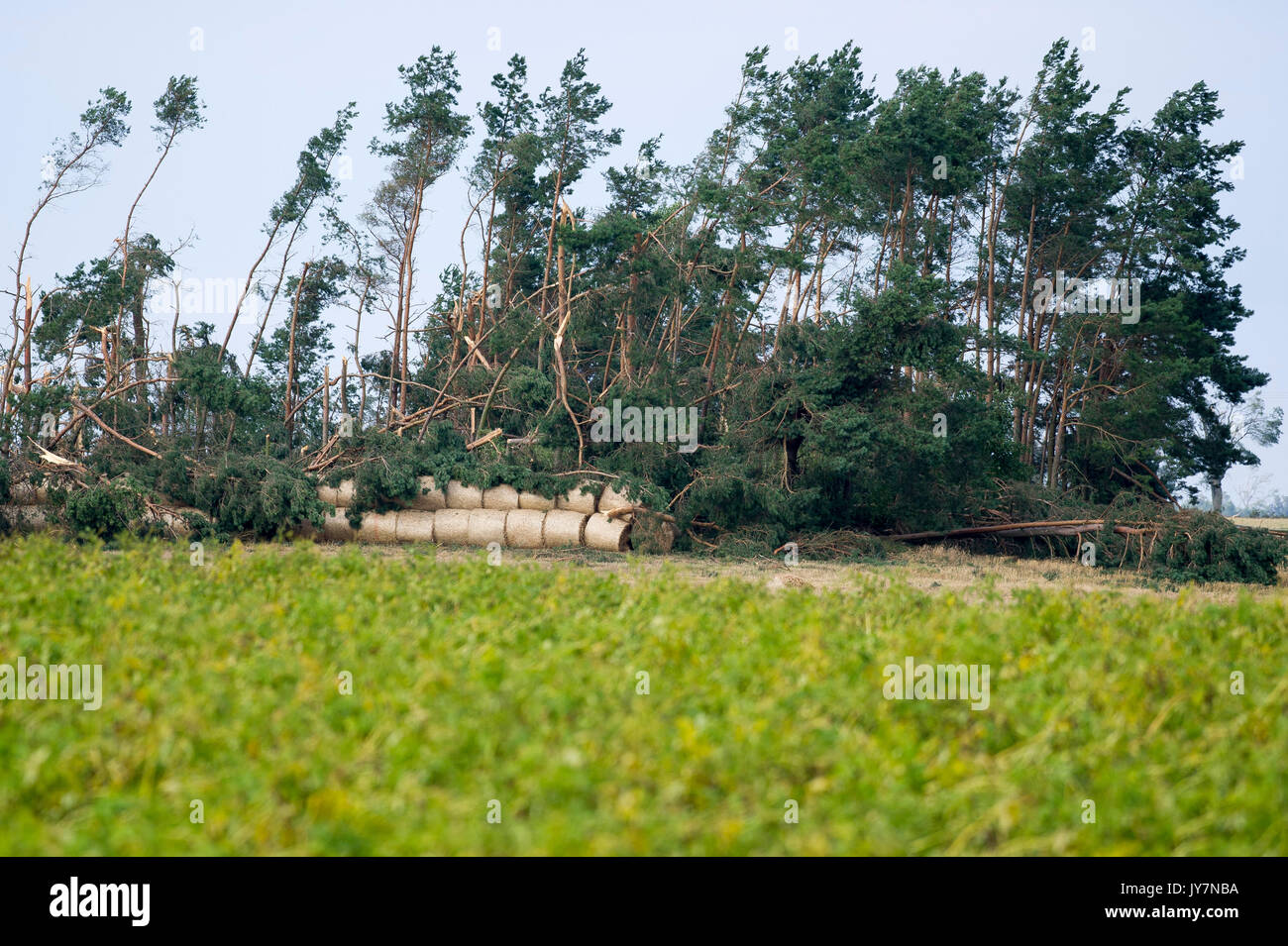 Fallen trees in forest caused by extremely high wind speed during the ...