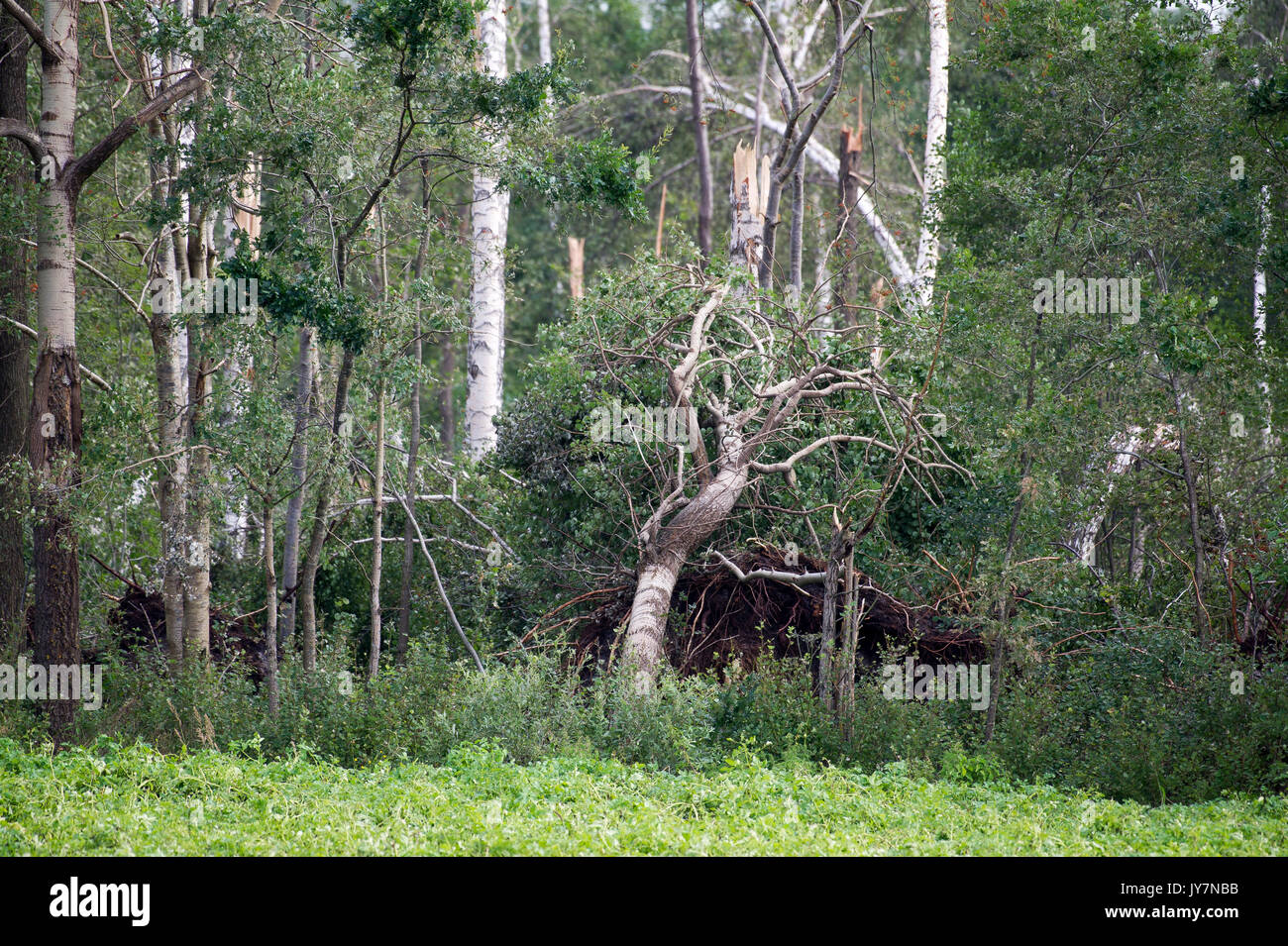 Nowa cerkiew hi-res stock photography and images - Alamy