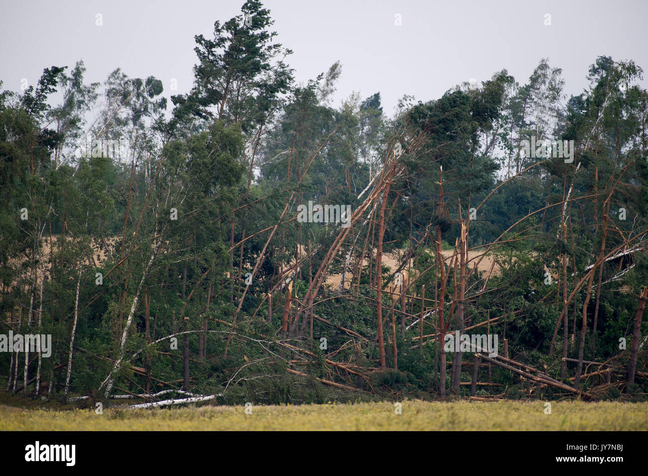 Fallen trees in forest caused by extremely high wind speed during the ...
