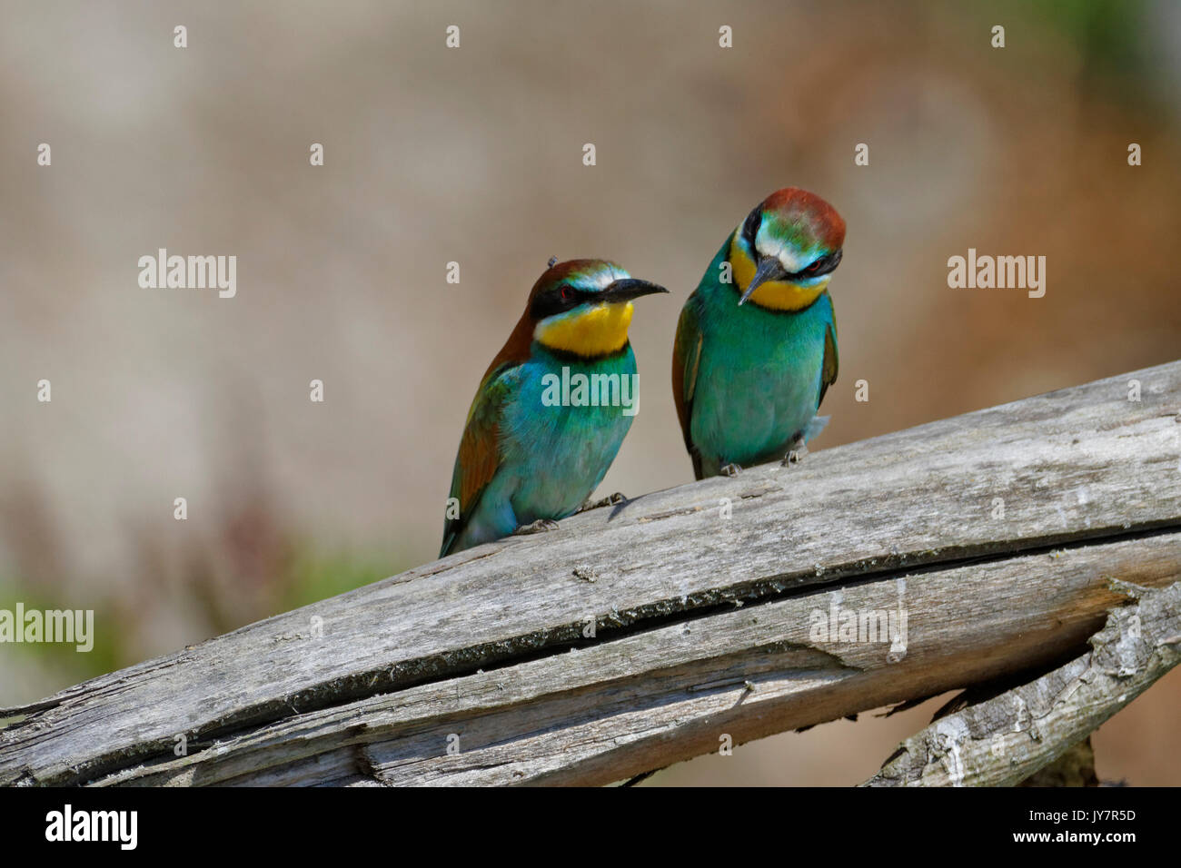 The European bee-eater from on the breeding colony on the steep banks ...