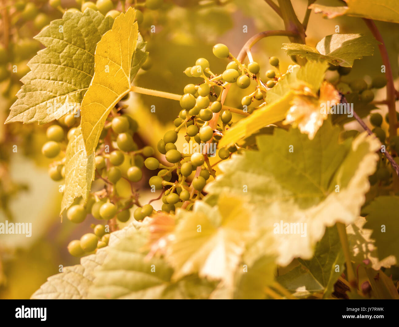 Grape leaves shape of grape vine plant texture toned Stock Photo - Alamy