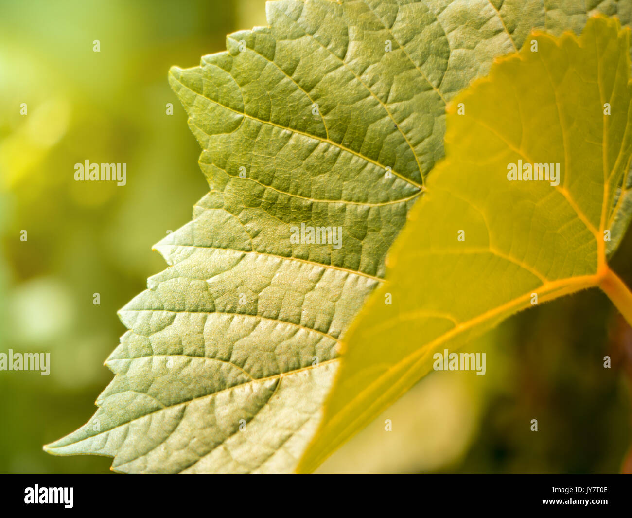 Grape leaves shape of grape vine plant texture toned Stock Photo - Alamy