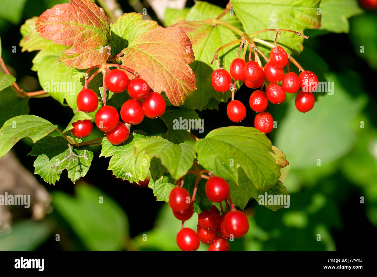 Fruit of Viburnum lantana, the wayfarer or wayfaring tree Stock Photo ...