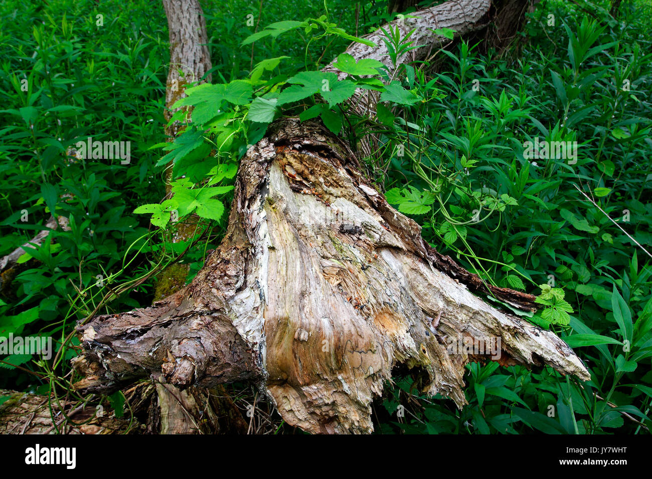 Toppled tree hi-res stock photography and images - Alamy