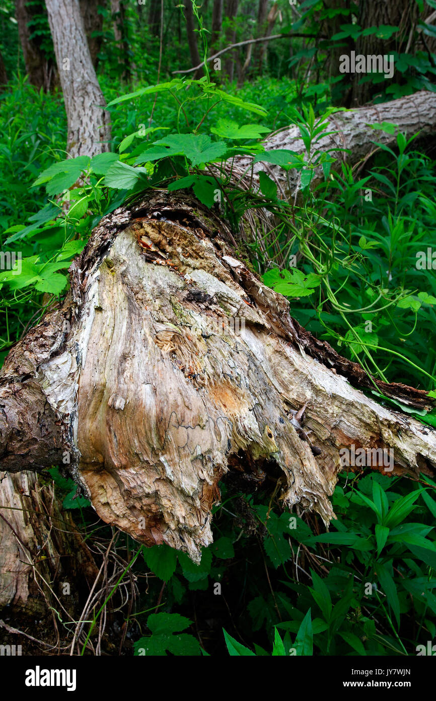 Toppled tree in willow flood forest Drava River Stock Photo - Alamy