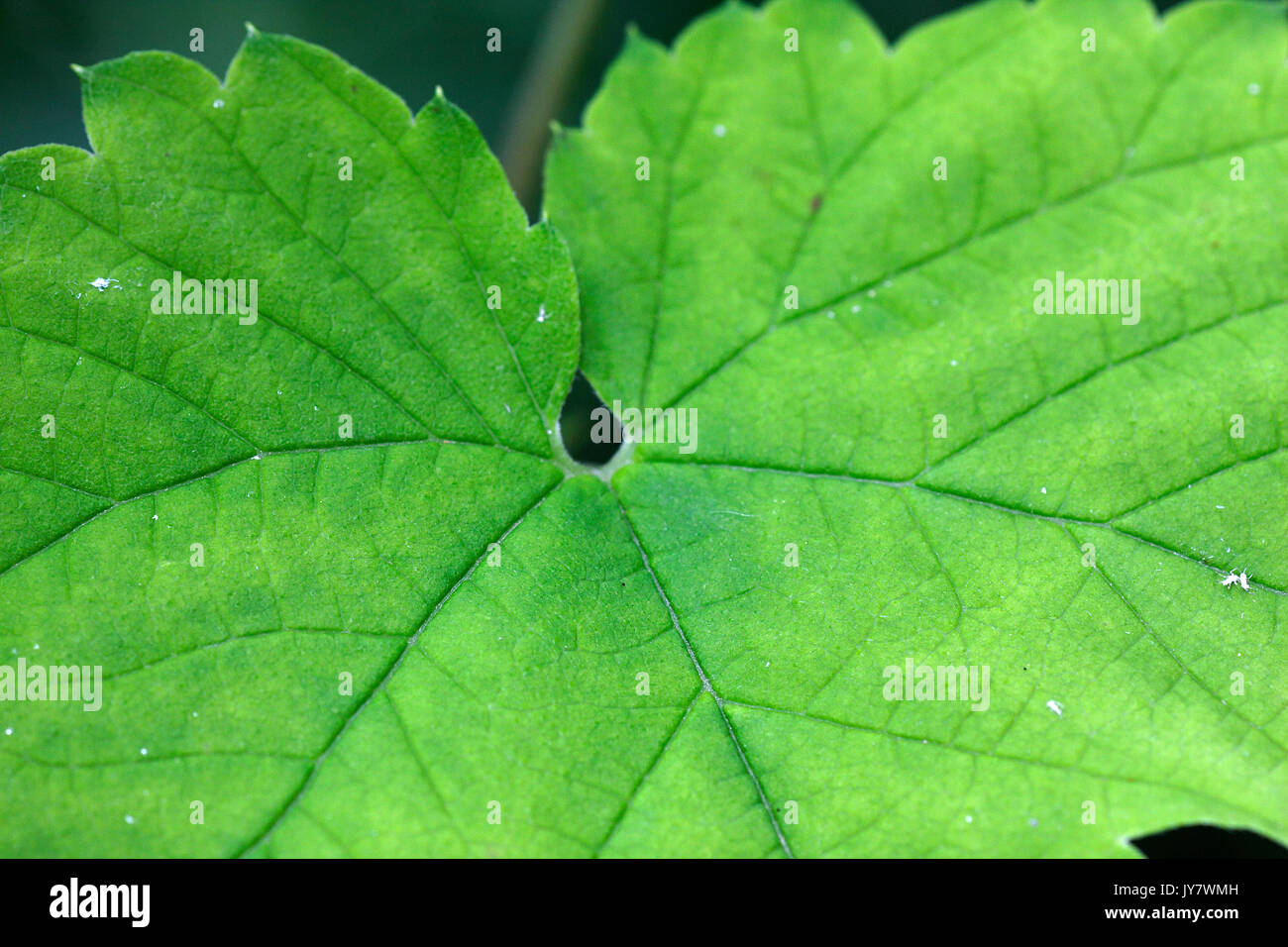 Hop plant detail hi-res stock photography and images - Alamy