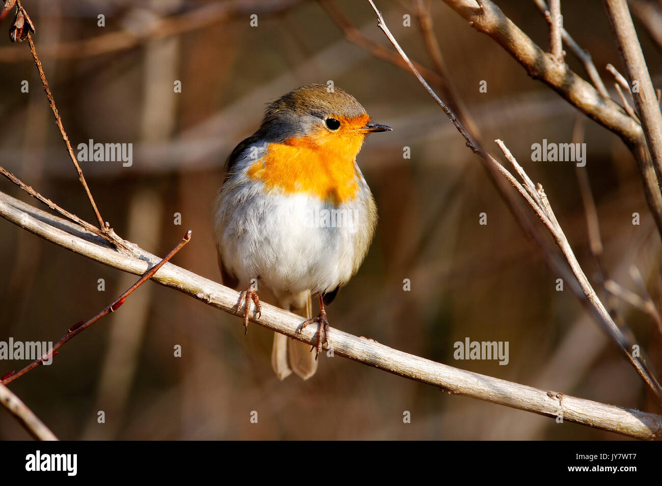 Robin in vegetation hi-res stock photography and images - Alamy