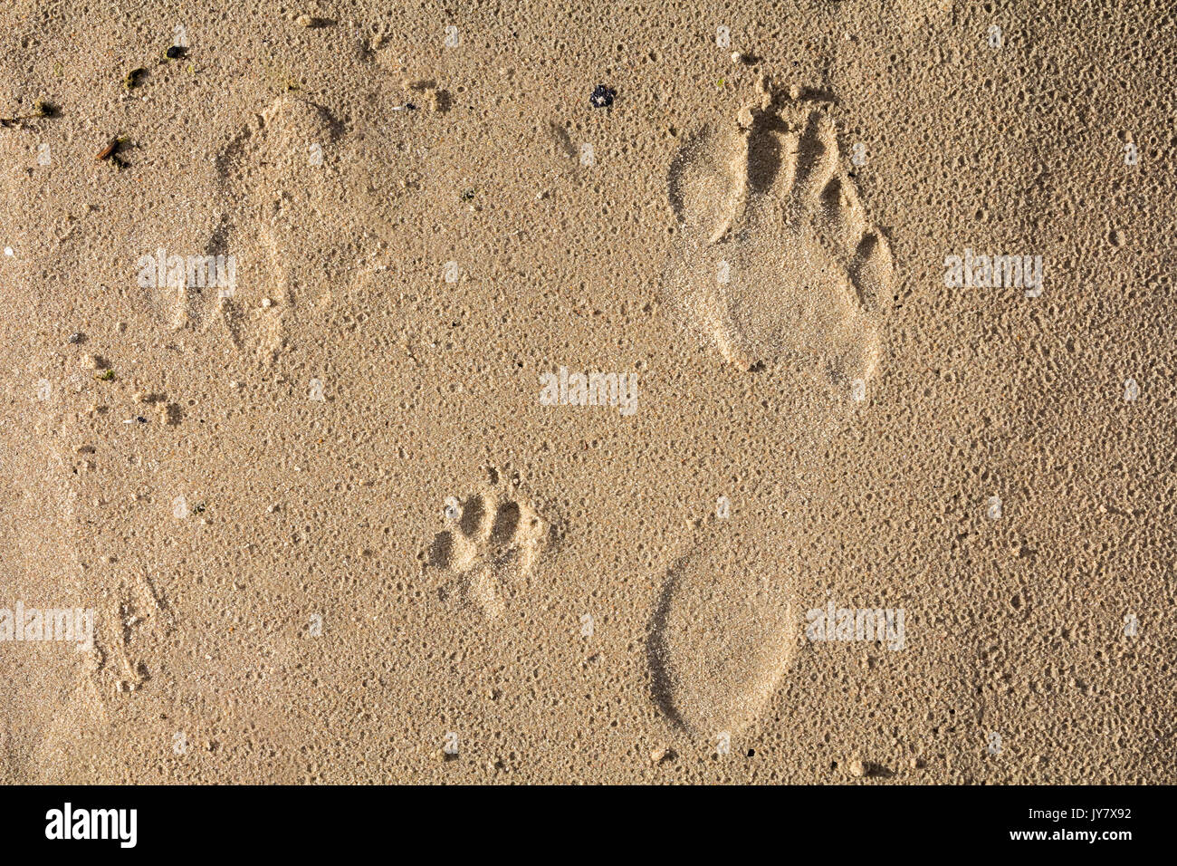 Human and dog footprints hi-res stock photography and images - Alamy