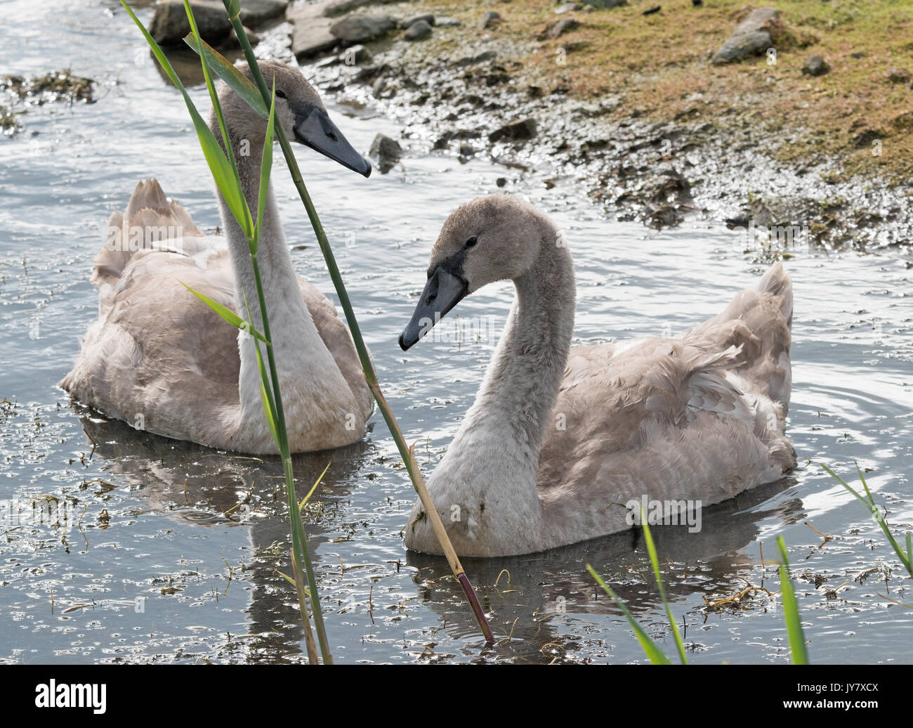 Juvenile mute swan hi-res stock photography and images - Alamy
