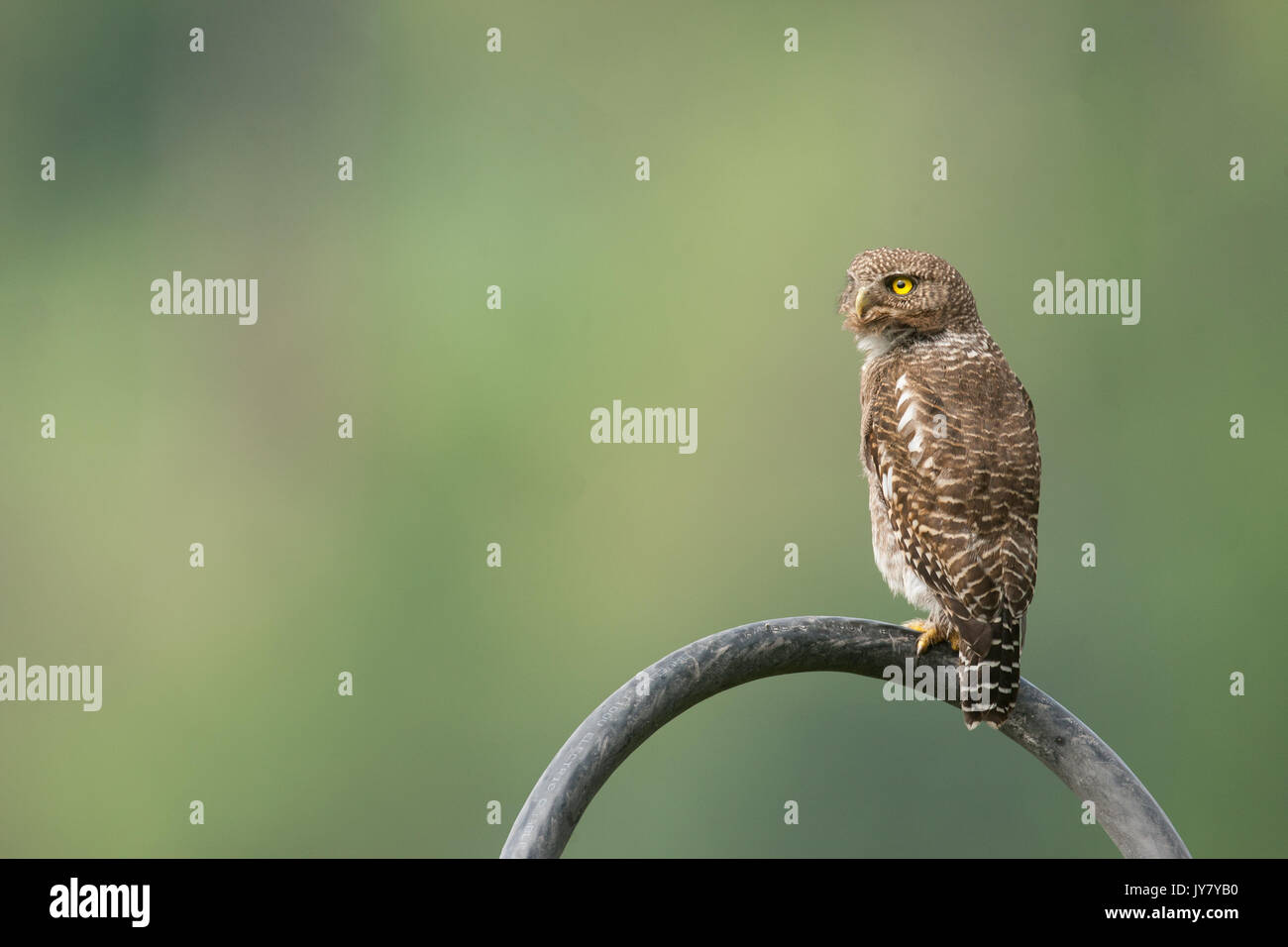 Barred owlet hi-res stock photography and images - Alamy