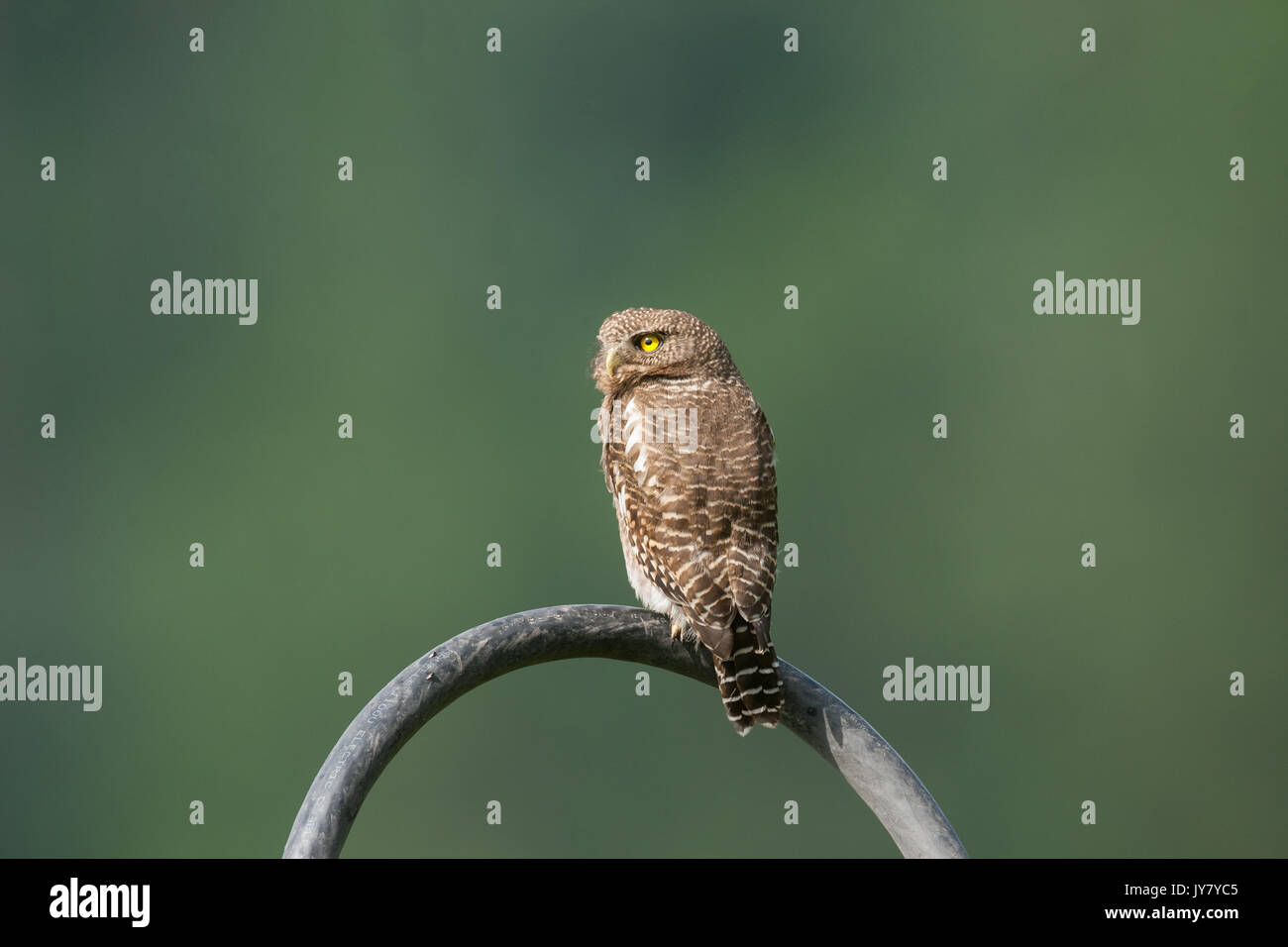 Barred owlet hi-res stock photography and images - Alamy