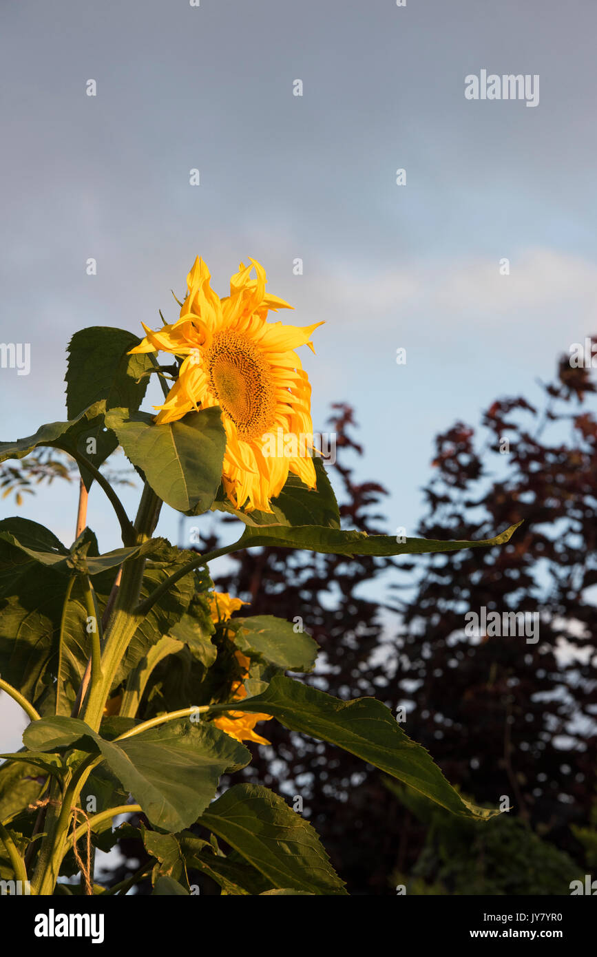 Giant sunflower hi-res stock photography and images - Alamy