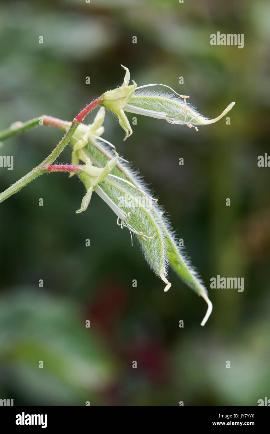 Lathyrus odoratus pod hi-res stock photography and images - Alamy