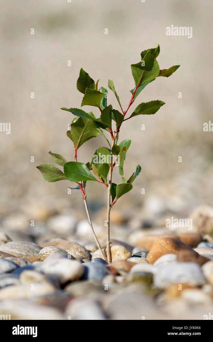 Black poplar tree hi-res stock photography and images - Alamy