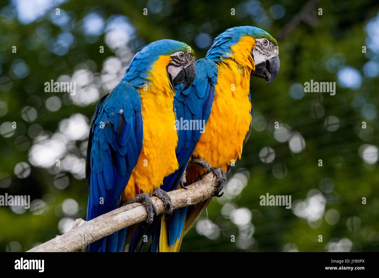 Parrot family hi-res stock photography and images - Alamy