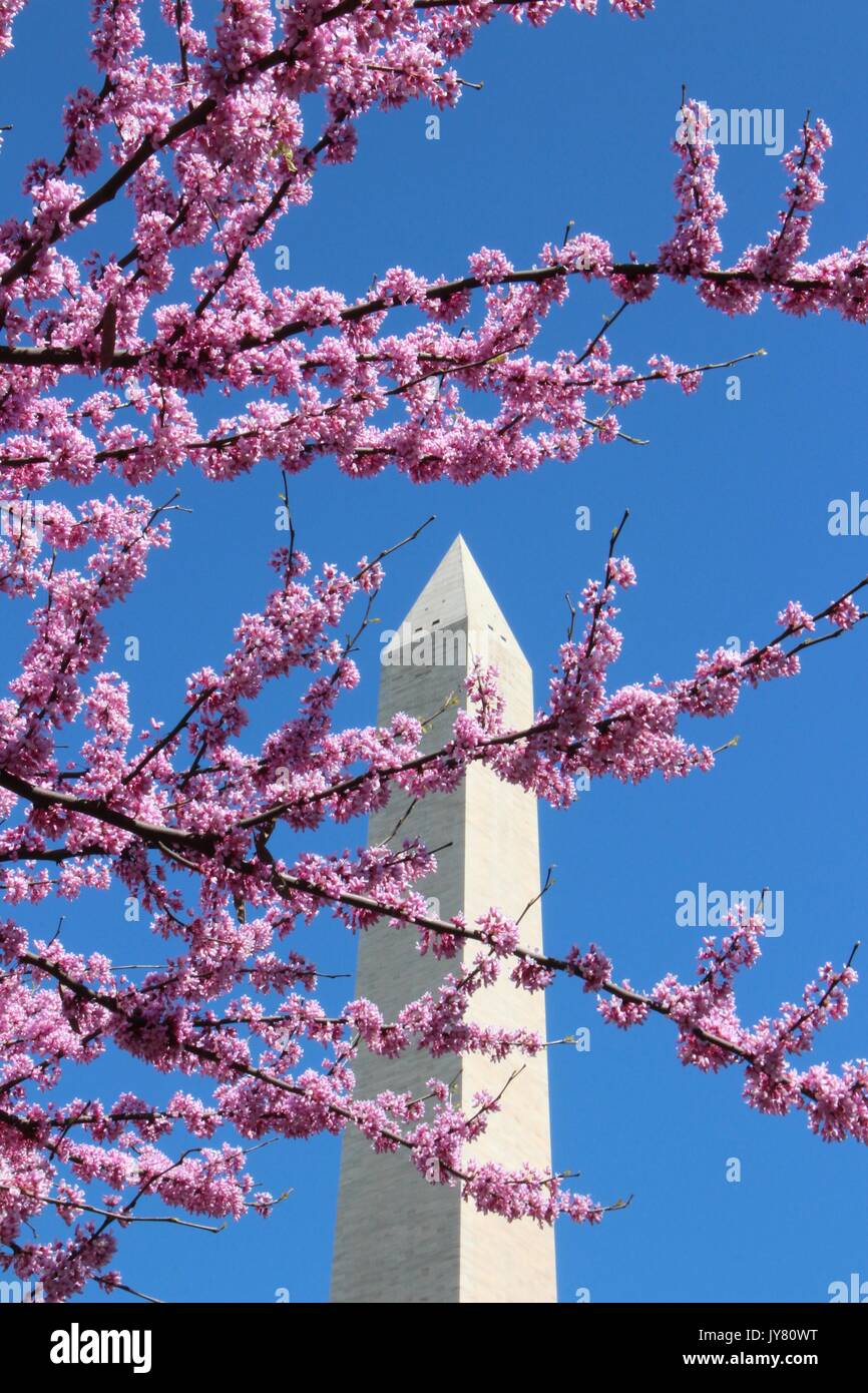 Washington Monument with cherry blossoms in spring Stock Photo - Alamy