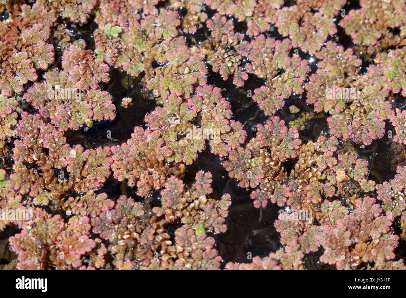 Azolla, the aquatic fern from the Drava River Stock Photo - Alamy