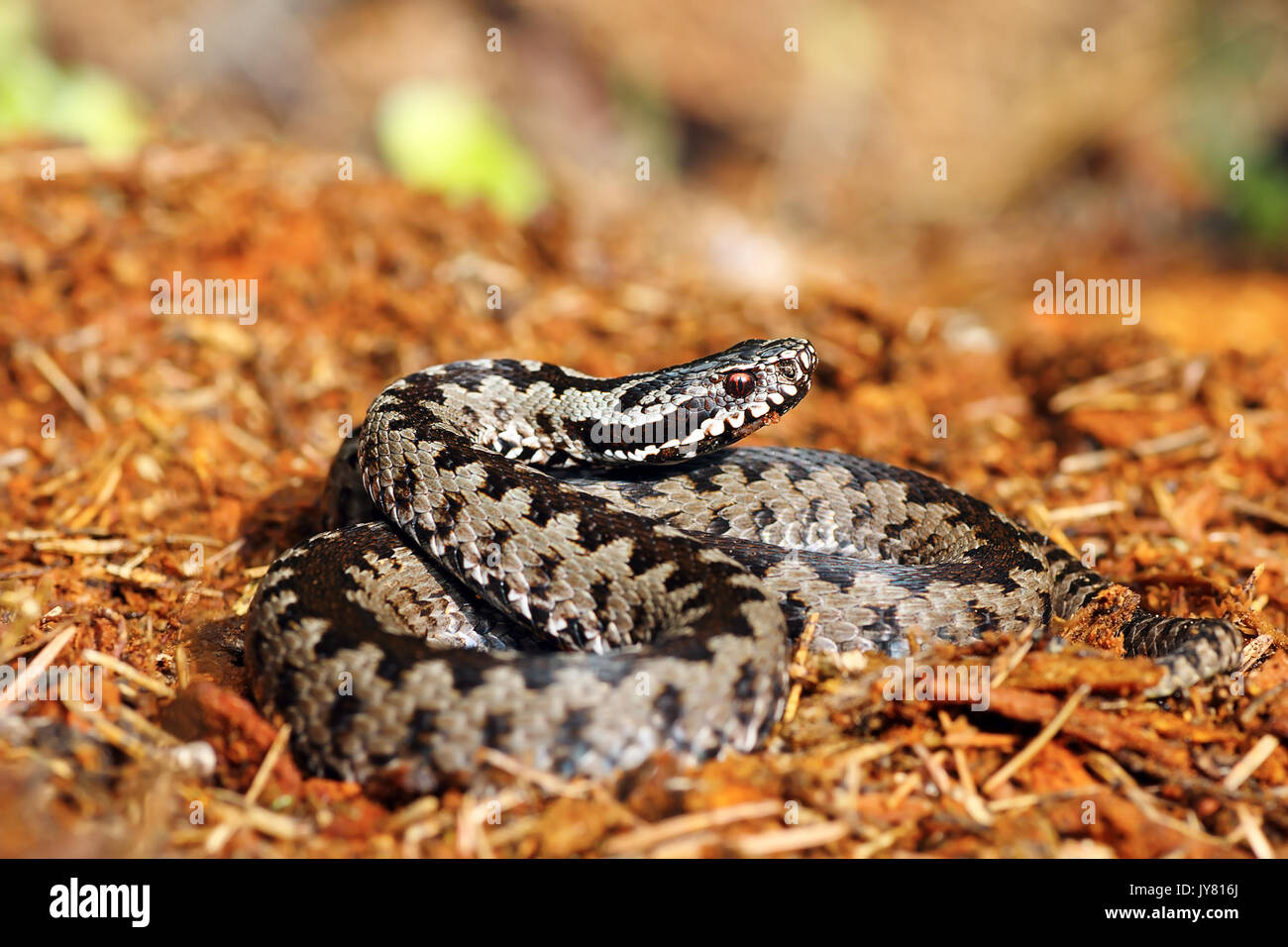 beautiful common european adder on forest ground ( Vipera berus Stock ...