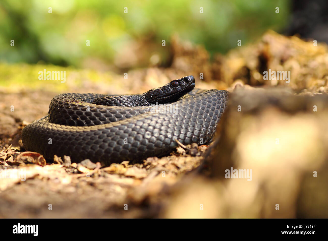 Black adder snake hi-res stock photography and images - Alamy