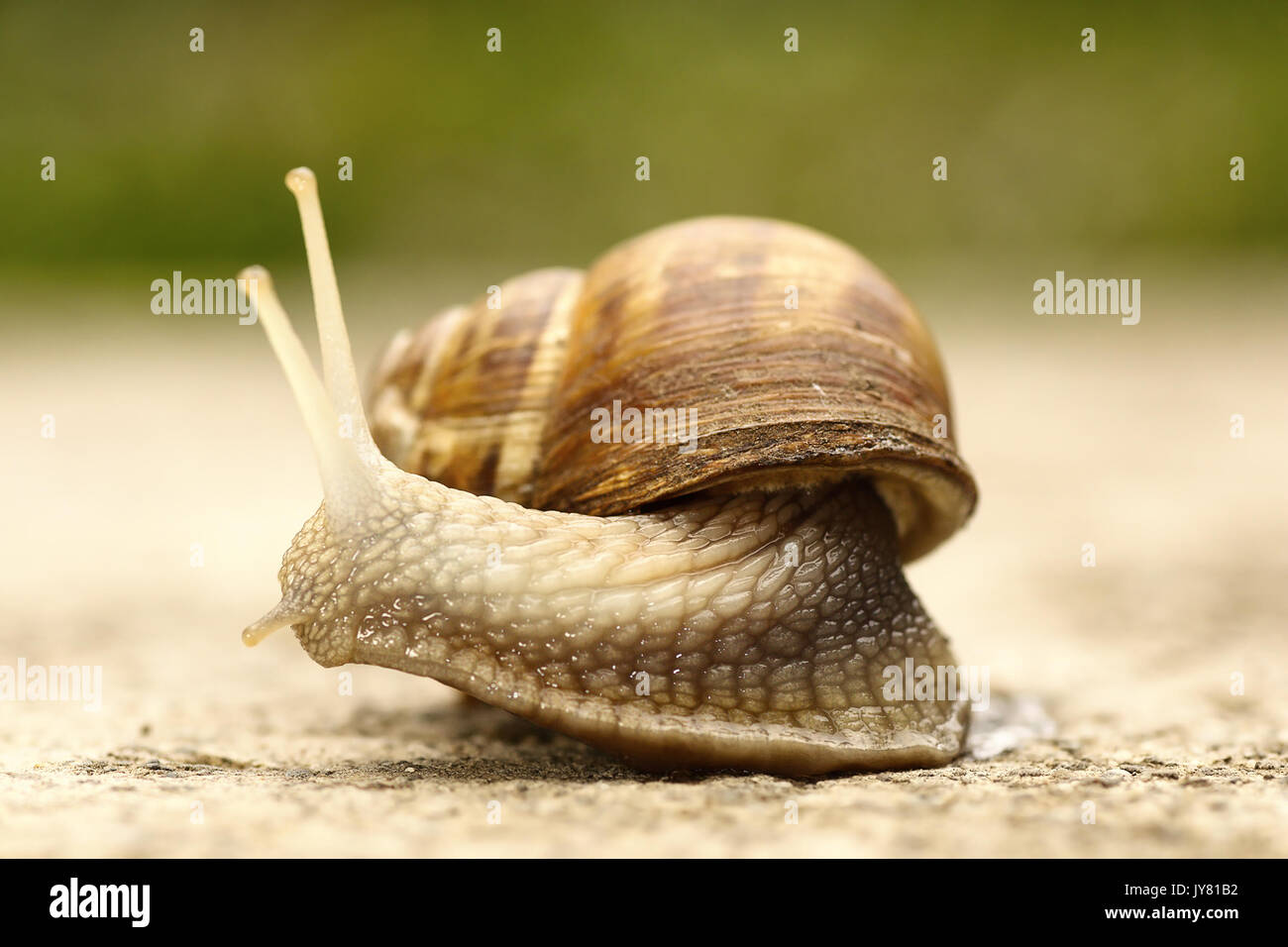 Close up garden snail shell hi-res stock photography and images - Alamy