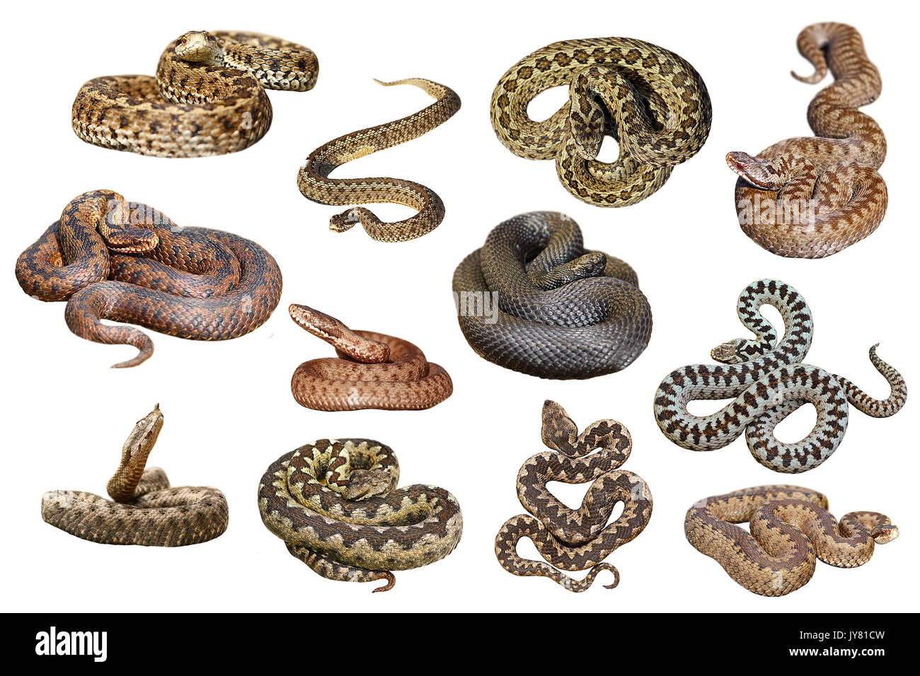 Two Poisonous Snakes Isolated Tissue Damaging Toxins In Snake Venoms: