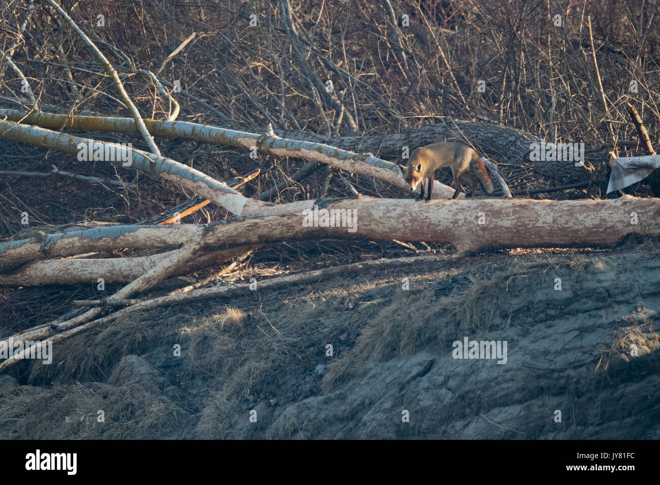 Poplar tree from river flood forest Stock Photo - Alamy