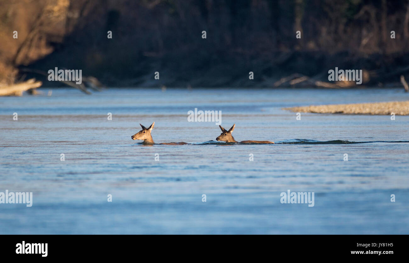 Deer swimming hi-res stock photography and images - Alamy