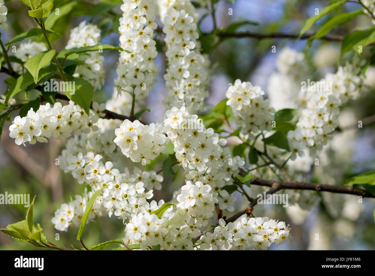 Prunus padus, known as bird cherry, hackberry, hagberry, or Mayday tree ...