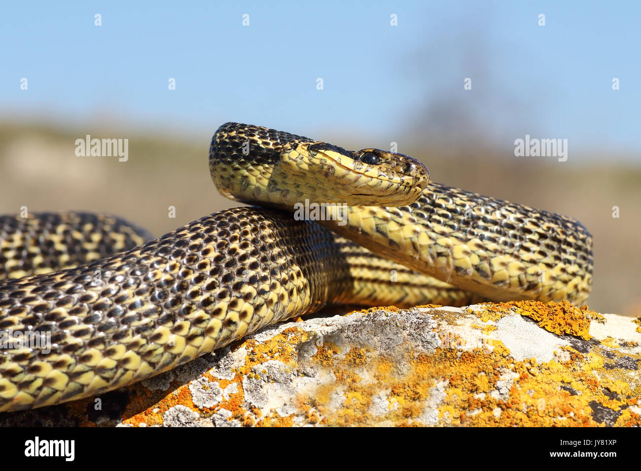 Elaphe sauromates ready to strike ( large blotched snake Stock Photo ...