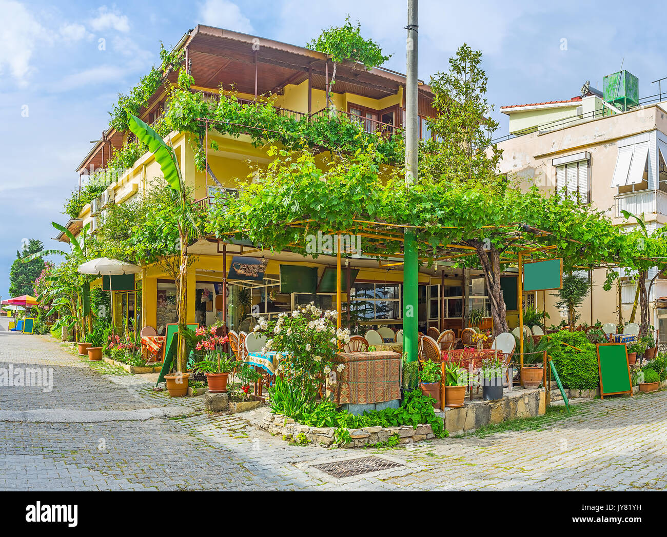 The shady green summer terrace of the restaurant, covered with grape ...