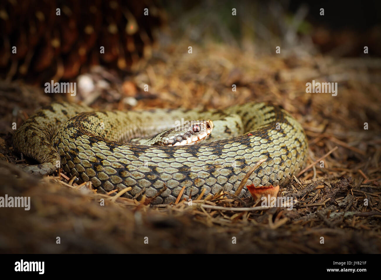 female common adder basking on forest ground in natural habitat ...