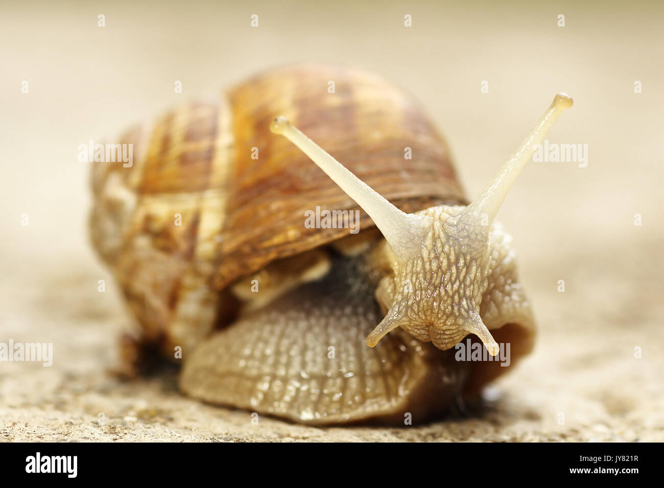 garden common snail closeup ( Cornu aspersum Stock Photo - Alamy