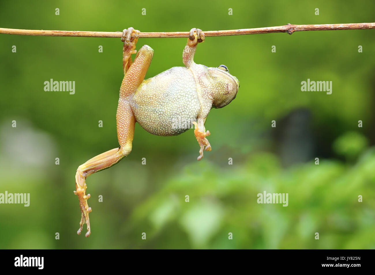 green tree frog climbing on twig ( Hyla arborea Stock Photo - Alamy
