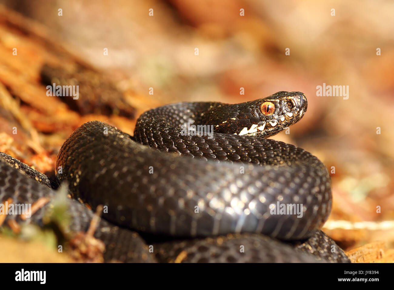 melanistic female european common adder standing on forest ground ...