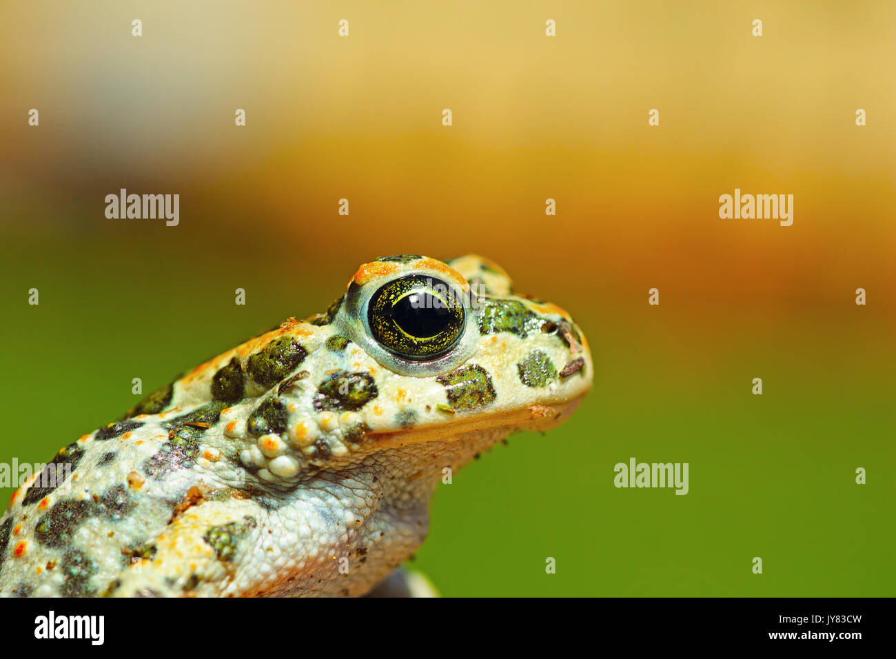 portrait of cute young green toad ( Bufotes viridis Stock Photo - Alamy