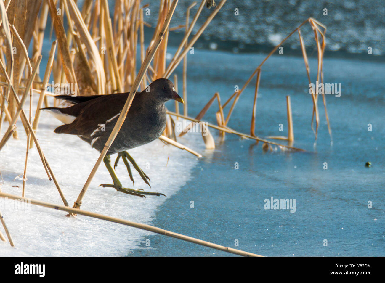 The spotted crake (Porzana porzana) walks on the ice, the Drava River ...