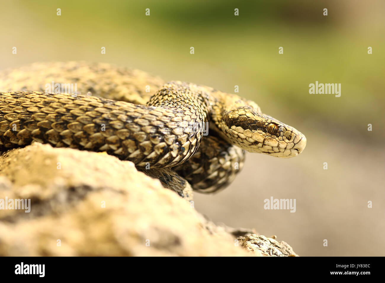 rare european venomous snake, the hungarian meadow viper in natural ...