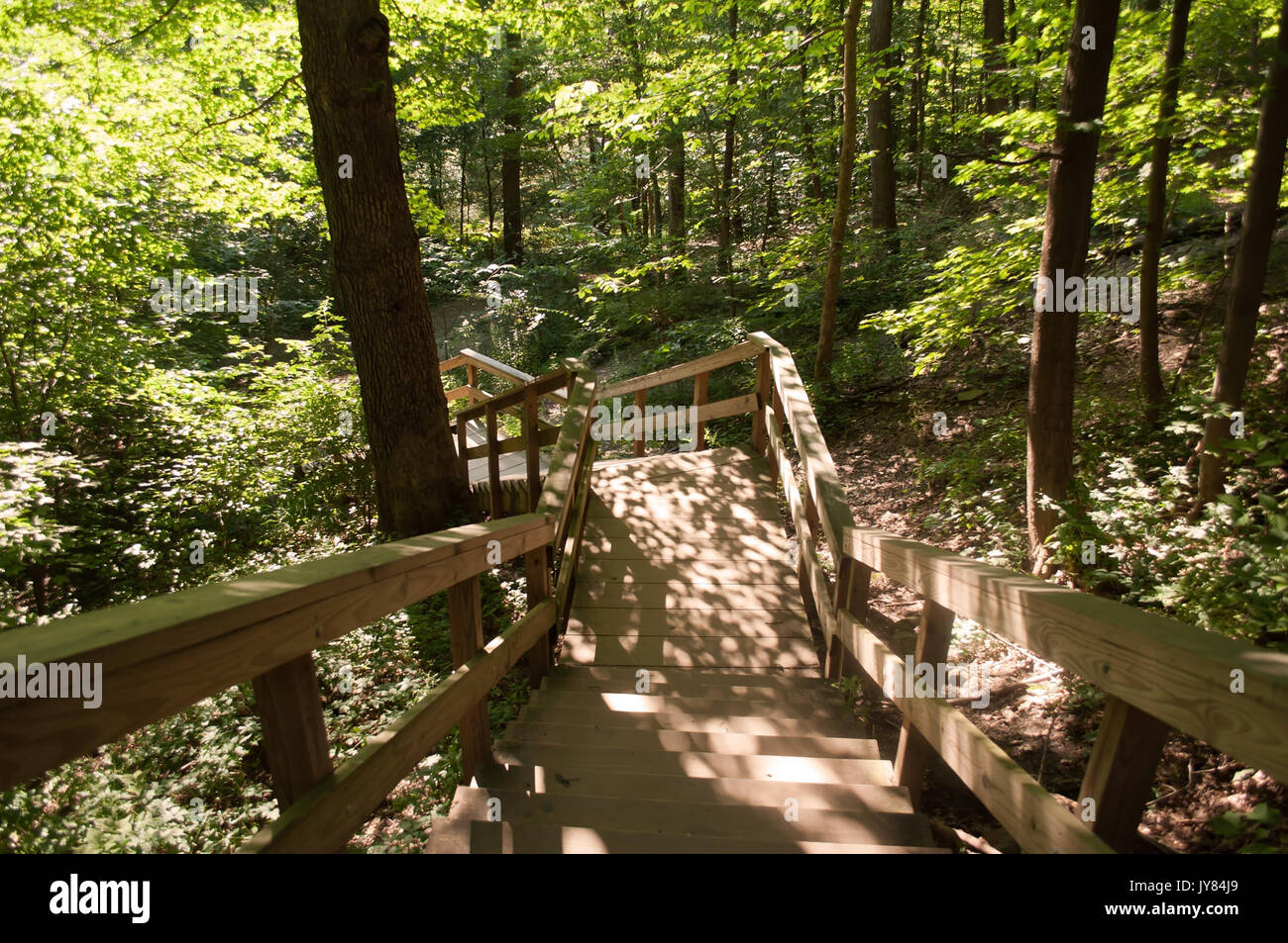 A winding set of wooden steps in the woods with sun and shadows Stock ...