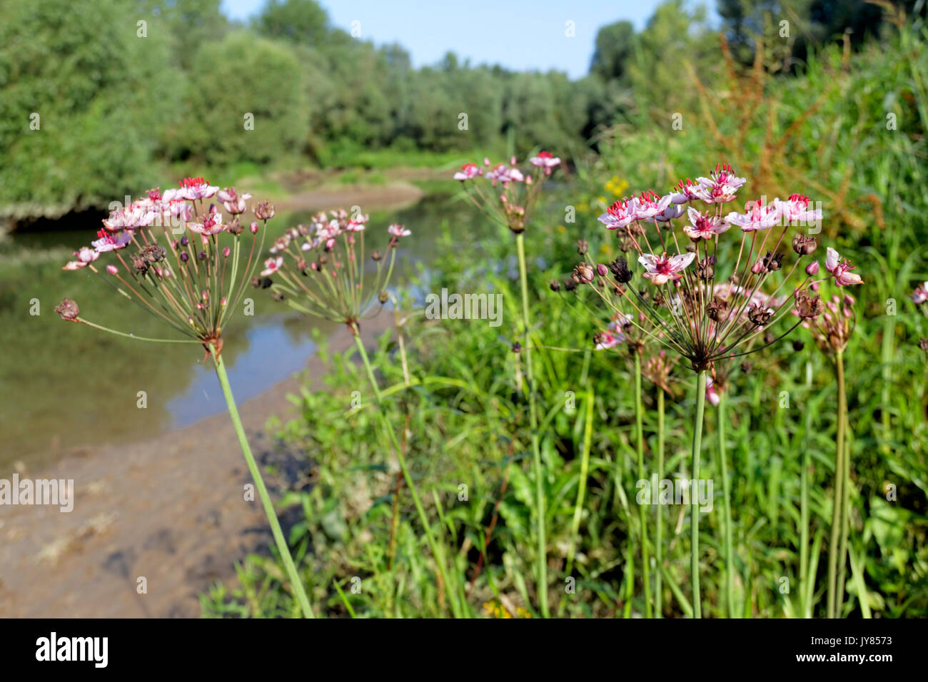 Butomus umbellatus (flowering rush or grass rush) on the Drava River ...