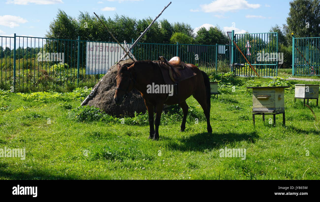 Russia Countryside home and animals Stock Photo - Alamy