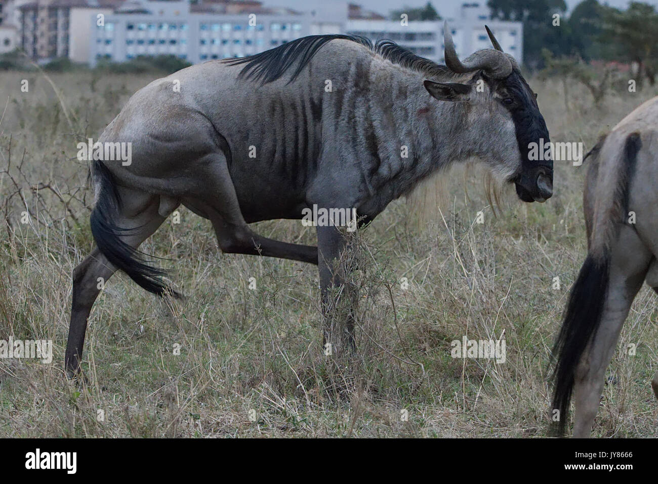 A blue wildebeest scratches itself shortly after waking up, at the ...