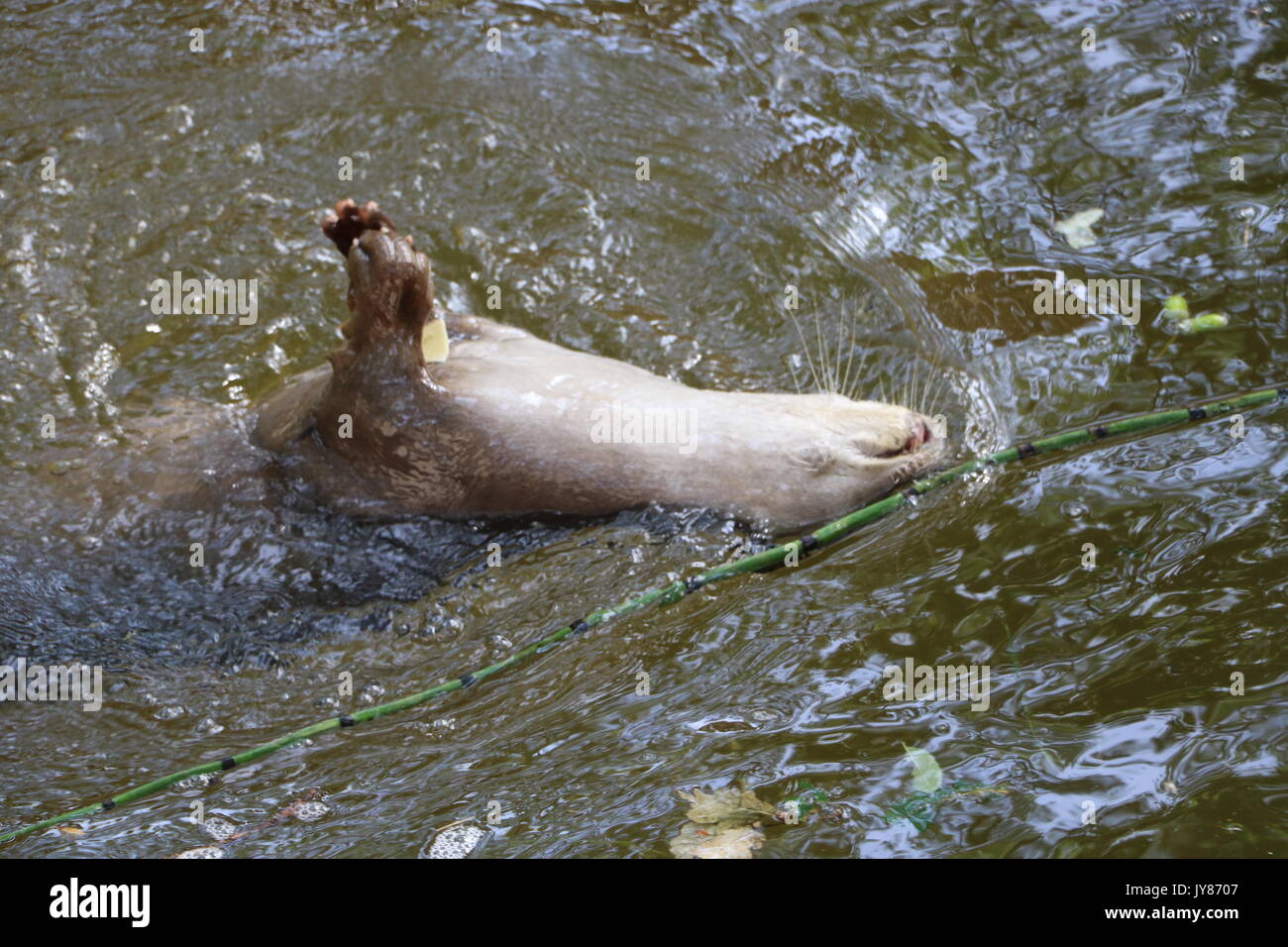 Grey otter hi-res stock photography and images - Alamy