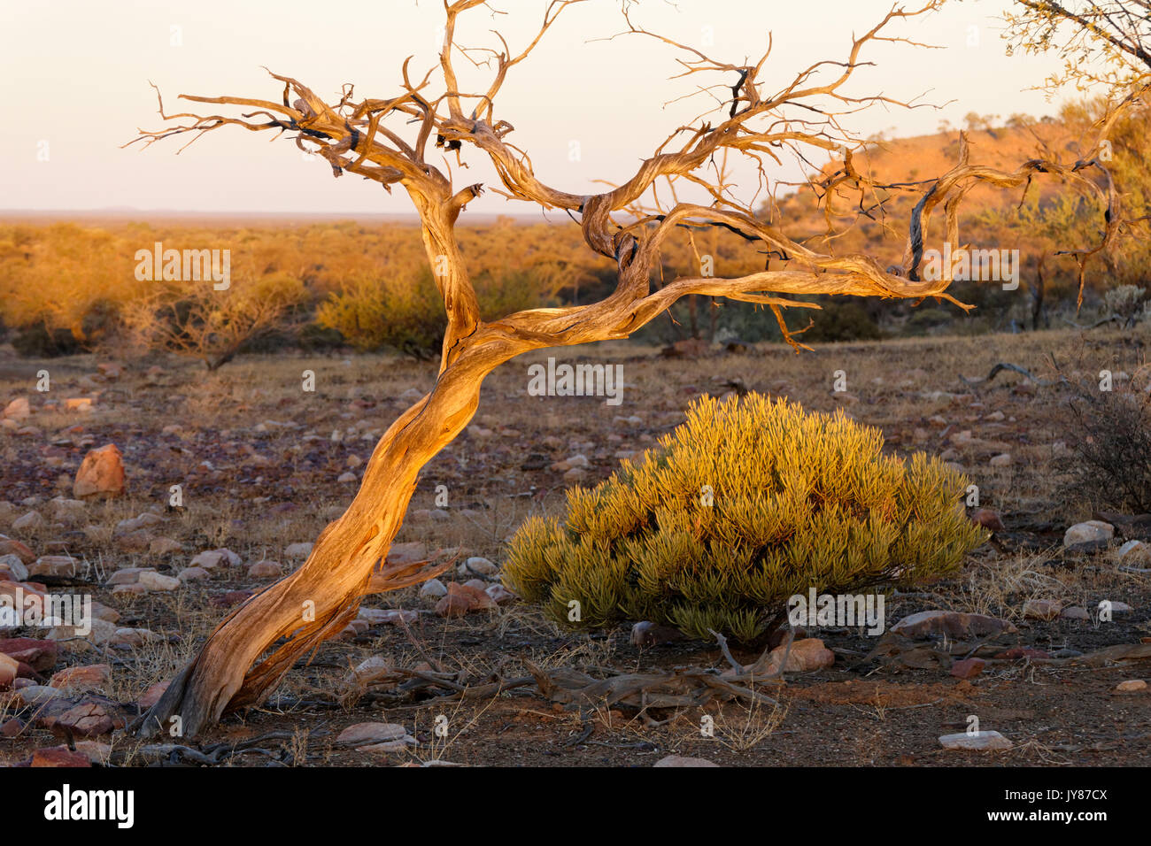 Evening sun on a mulla Mulla tree in Australian outback, Murchison ...