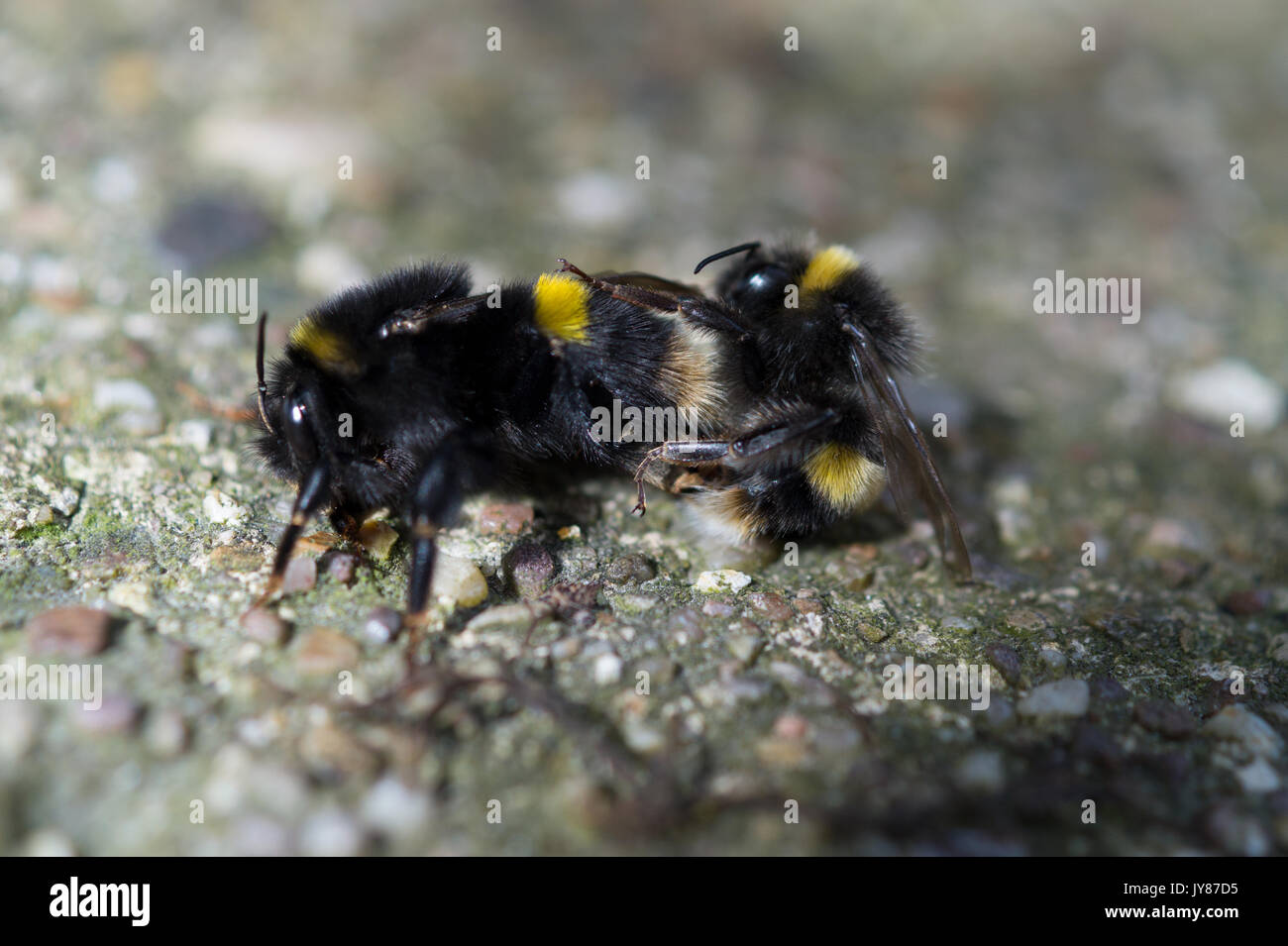 Bumble bees mating hi-res stock photography and images - Alamy