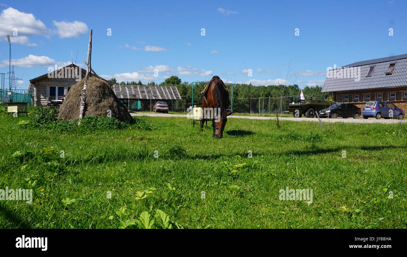 Russia Countryside home and animals Stock Photo - Alamy