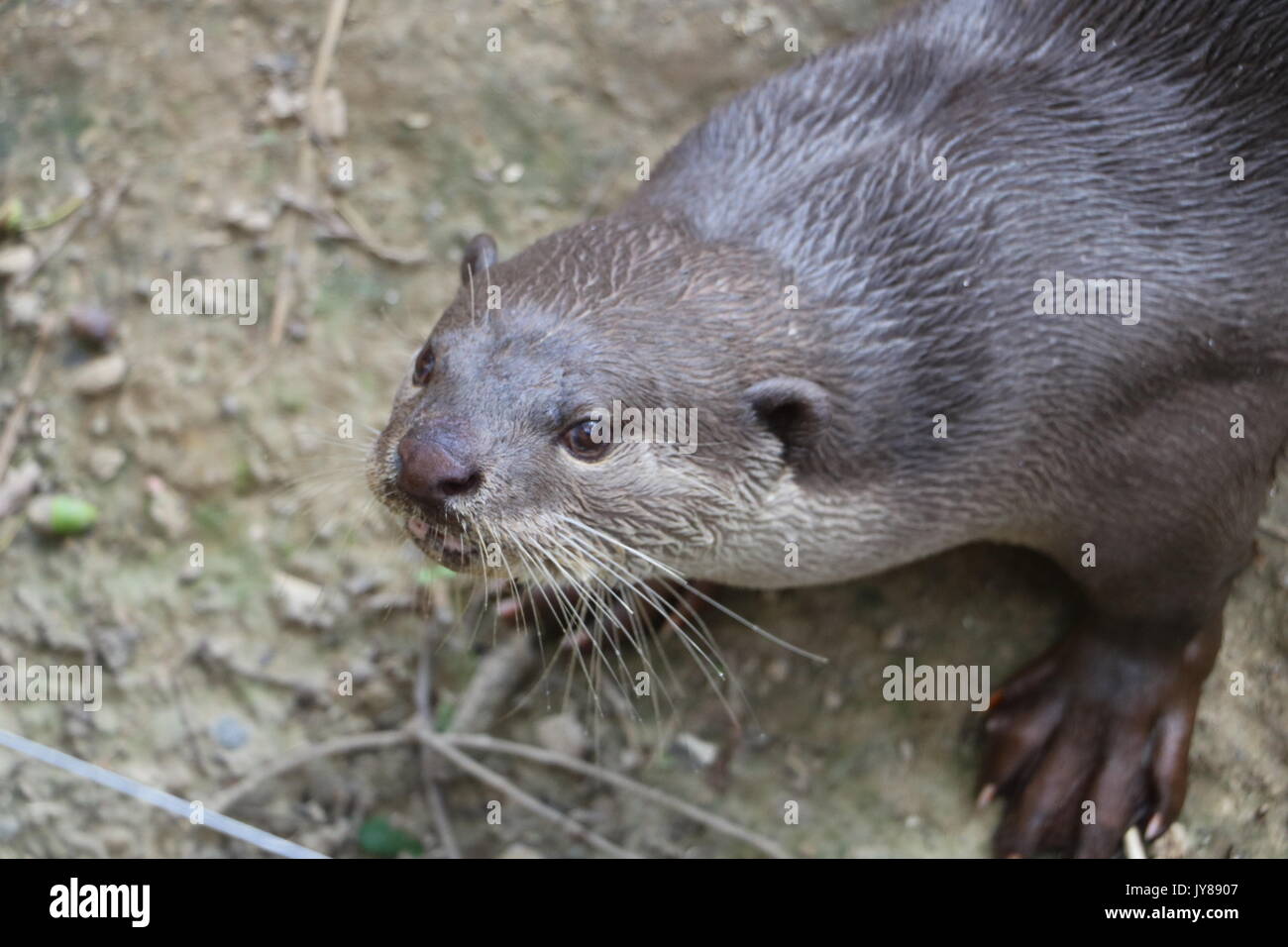 Grey otter hi-res stock photography and images - Alamy