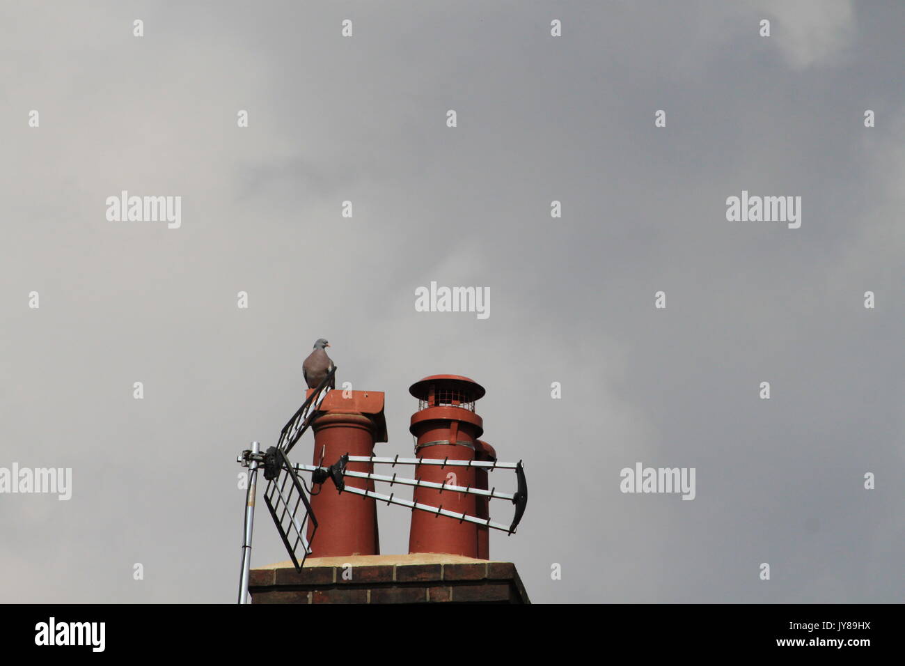 English chimney with a bird sitting on the top Stock Photo - Alamy
